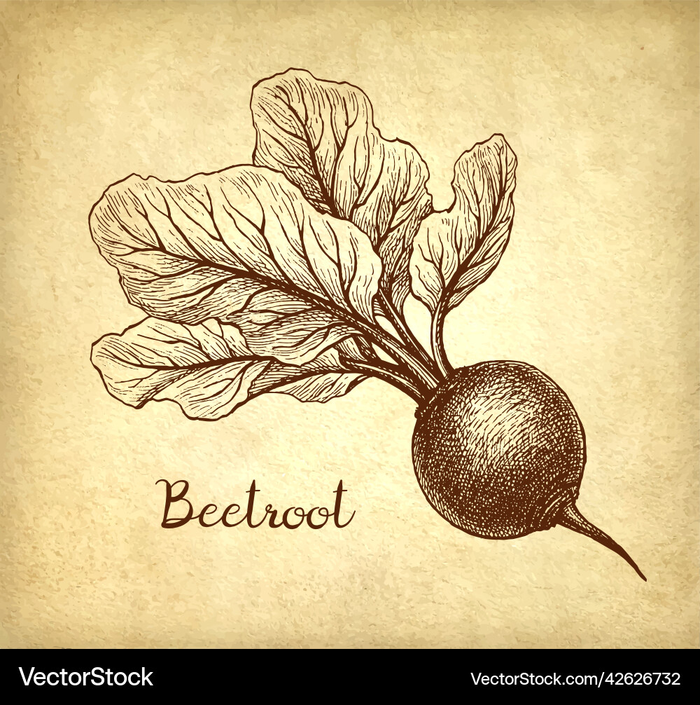 Beetroot ink sketch Royalty Free Vector Image - VectorStock