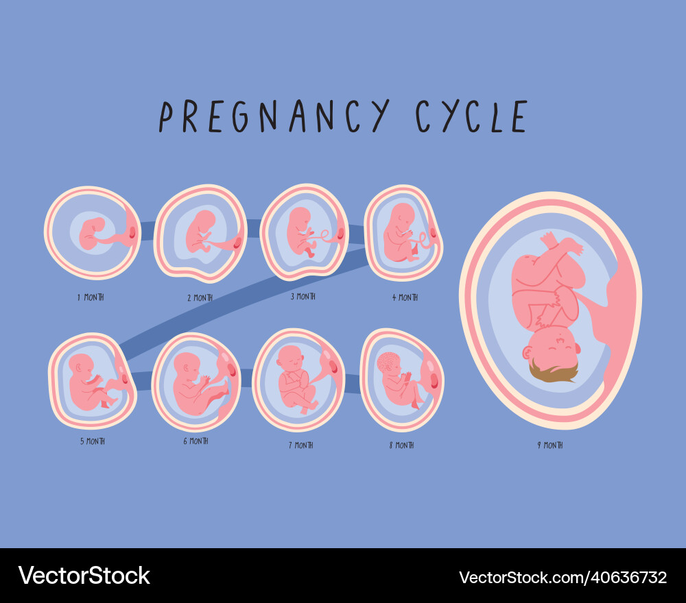 Fetal Development Stages - Monthly Overview Vector Image