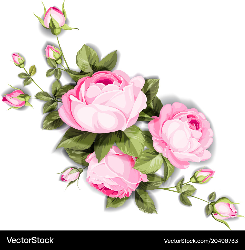 Blooming rose Royalty Free Vector Image - VectorStock