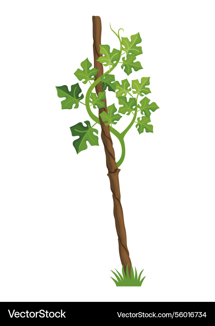 Growing grapevine bearing plants and vines Vector Image