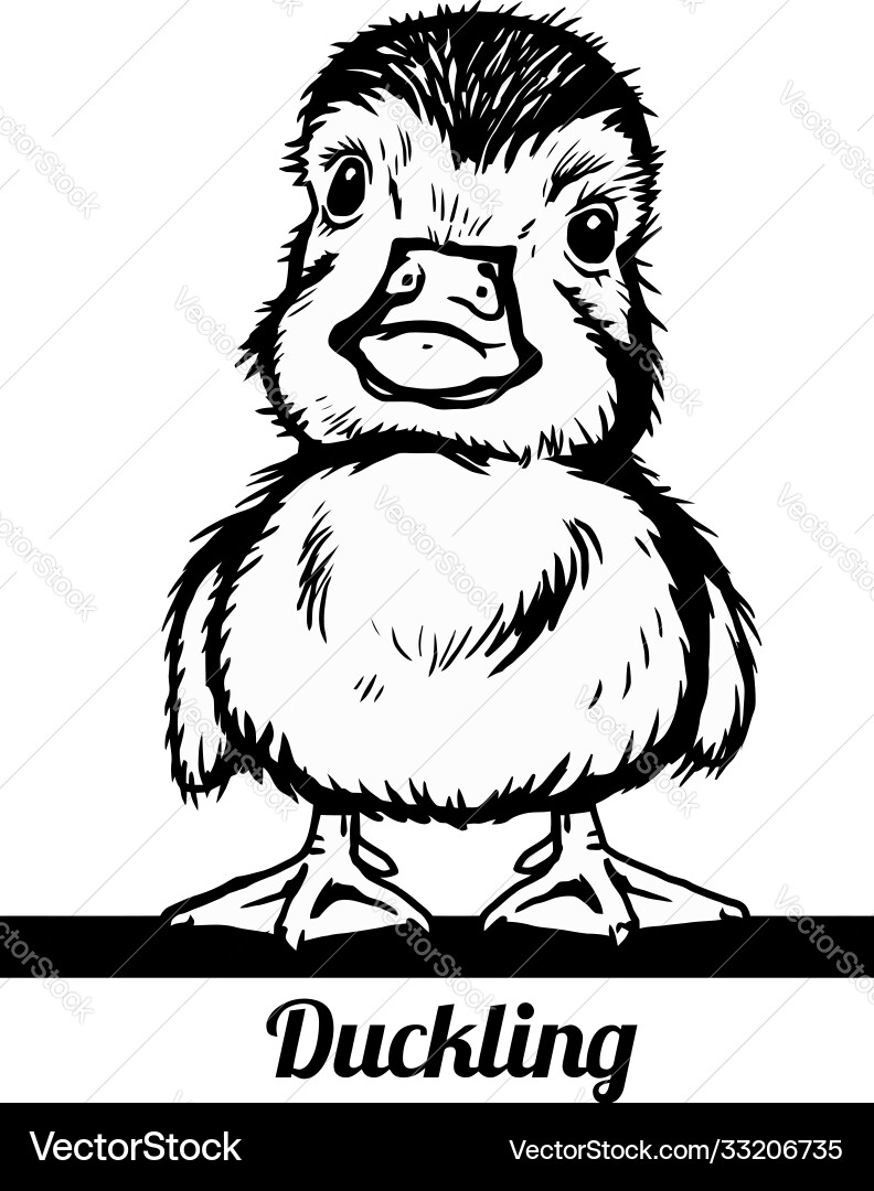 Cute baby duck - ducking line art Royalty Free Vector Image