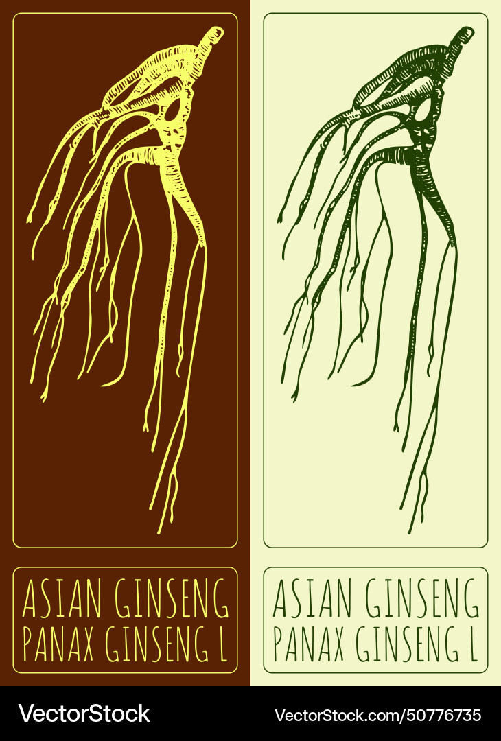 Drawing asian ginseng hand drawn Royalty Free Vector Image