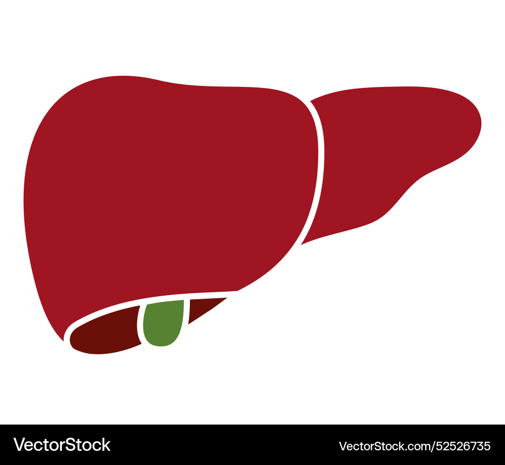 Human liver flat icon on transparent background Vector Image