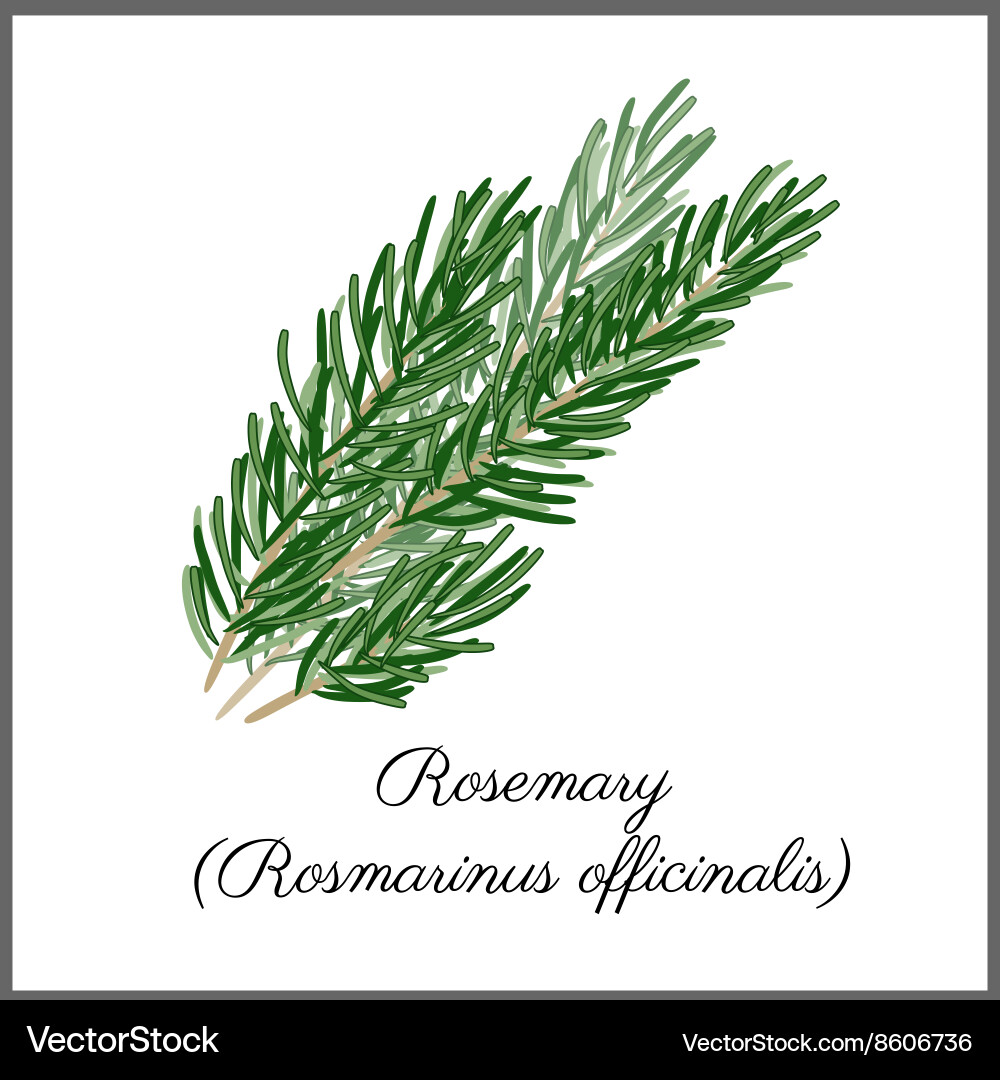 Rosemary isolated on white top view Royalty Free Vector