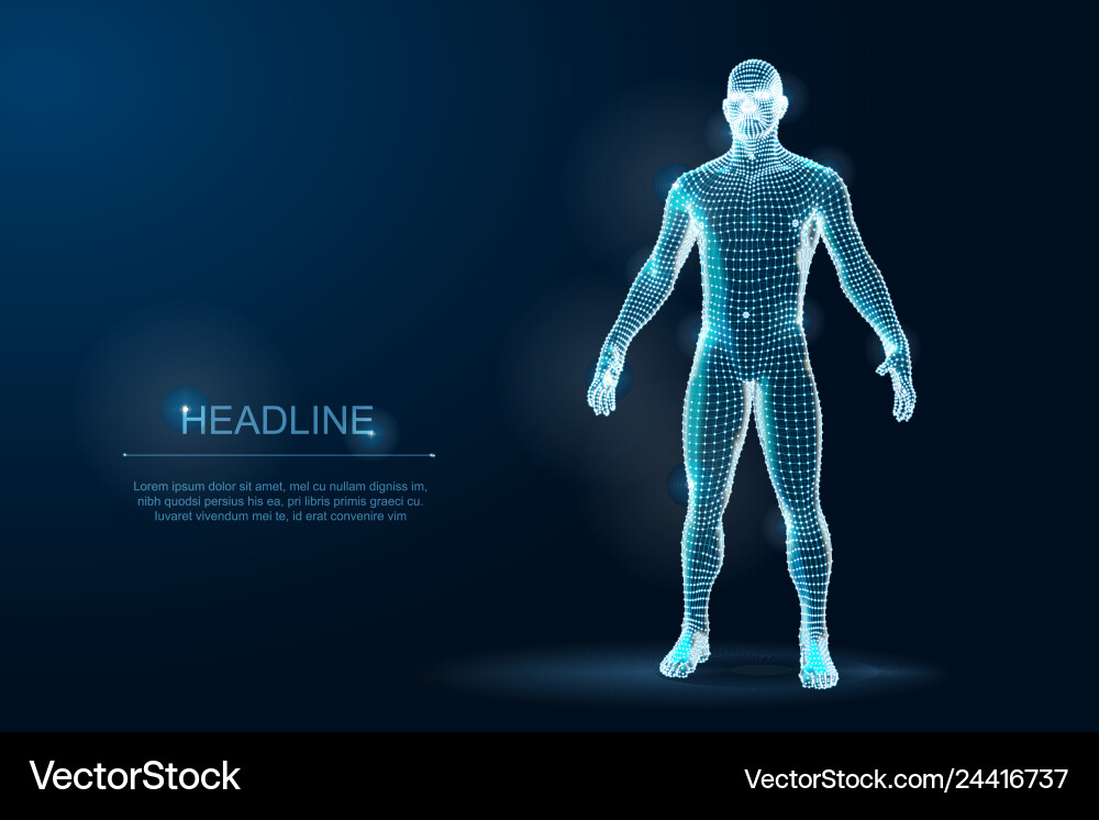 Human body 3d polygonal wireframe blueprint Vector Image