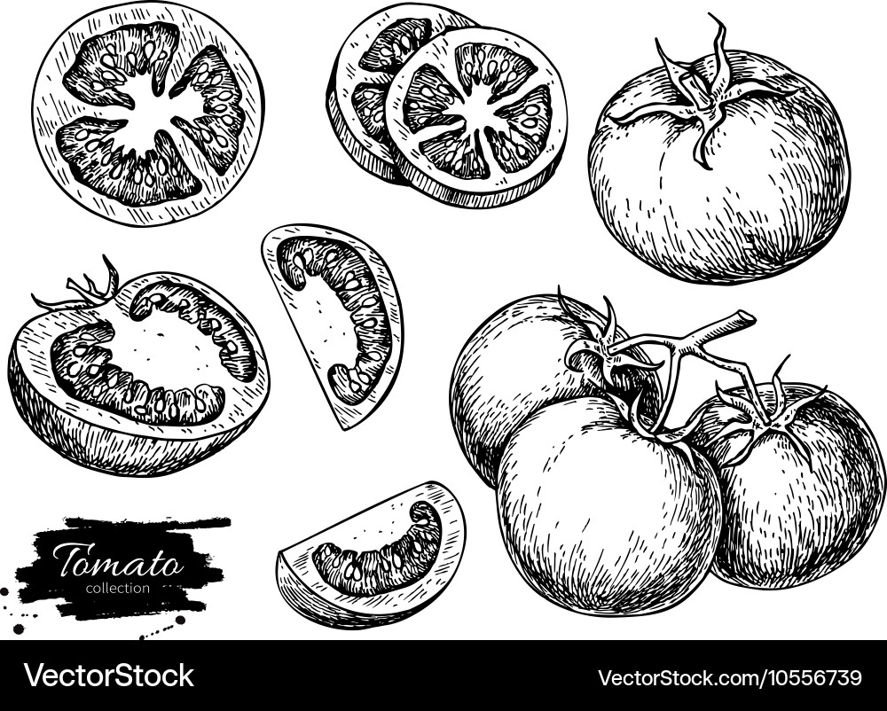 Tomato drawing set isolated sliced Royalty Free Vector Image