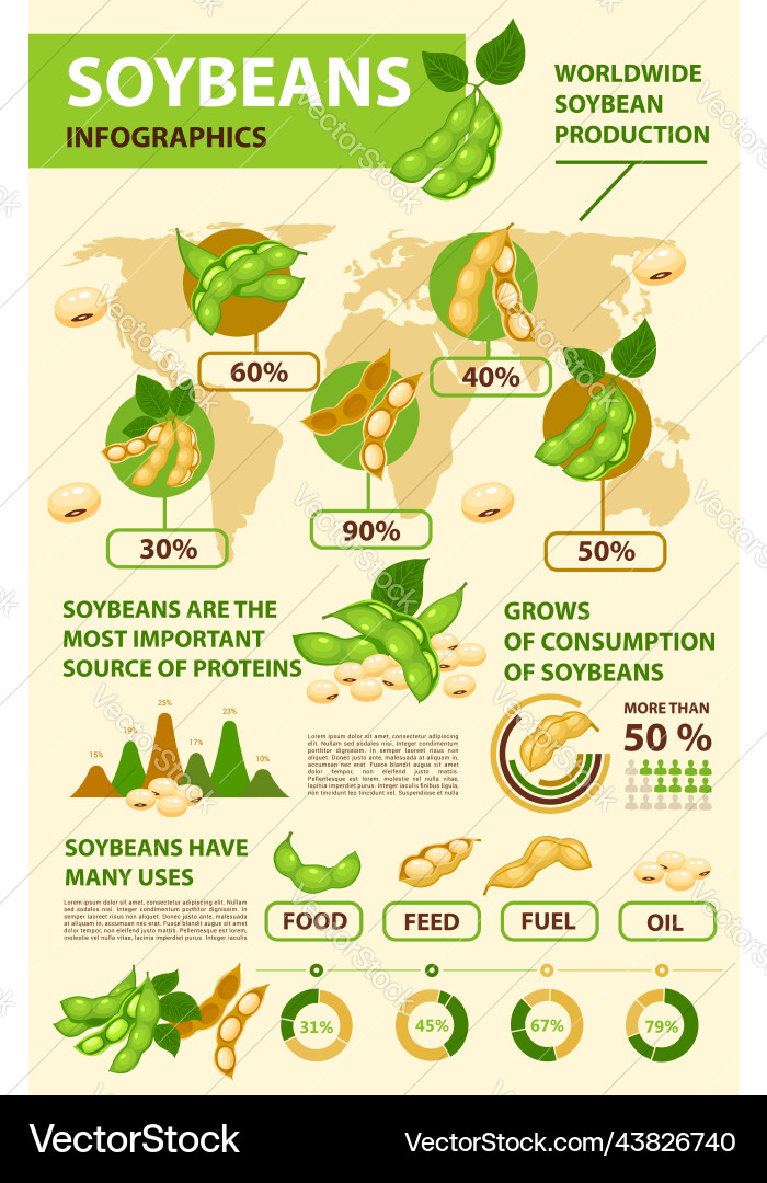 Soy and soybean infographics beans production Vector Image