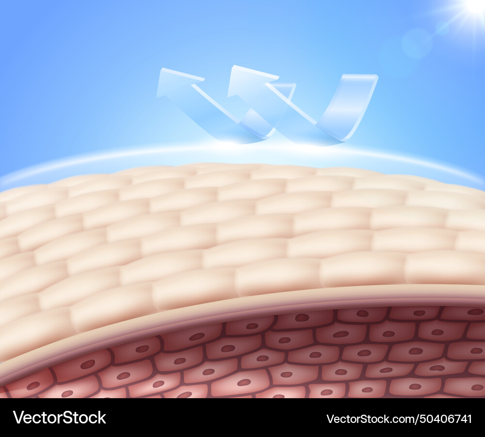 Protect skin from uv ray Royalty Free Vector Image