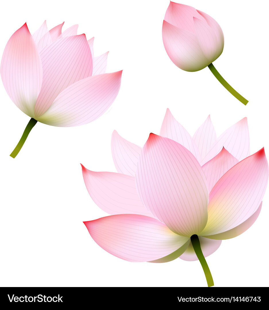 Pink lotus Royalty Free Vector Image - VectorStock