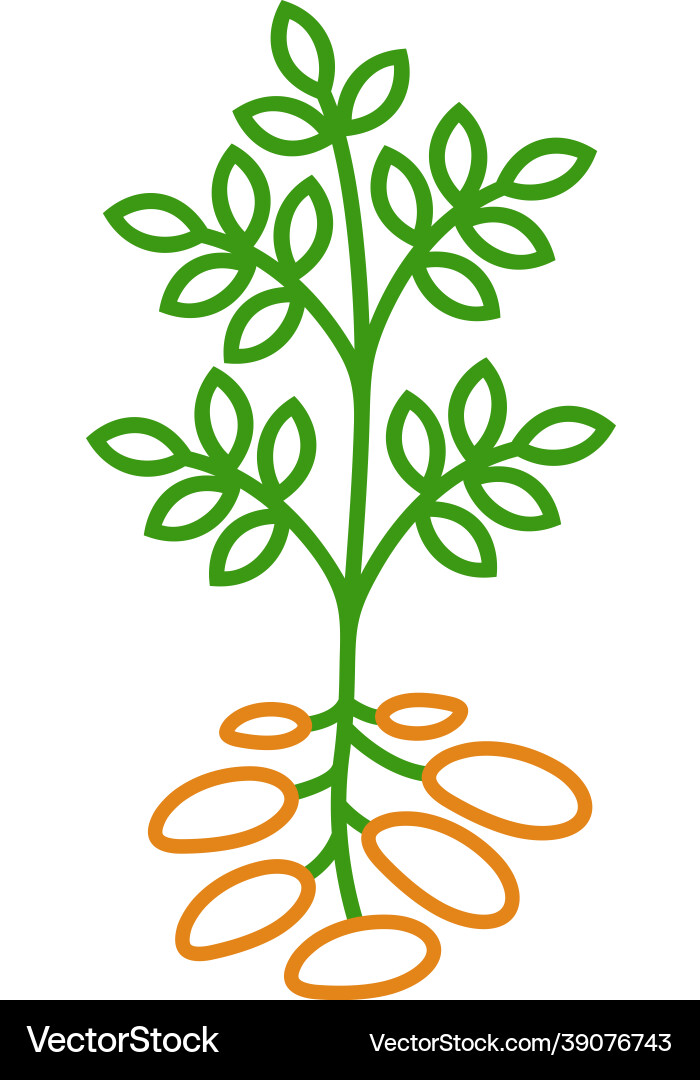 Potato Royalty Free Vector Image - VectorStock