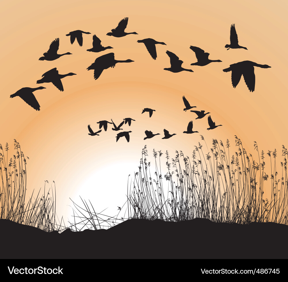 Reeds and geese Royalty Free Vector Image - VectorStock