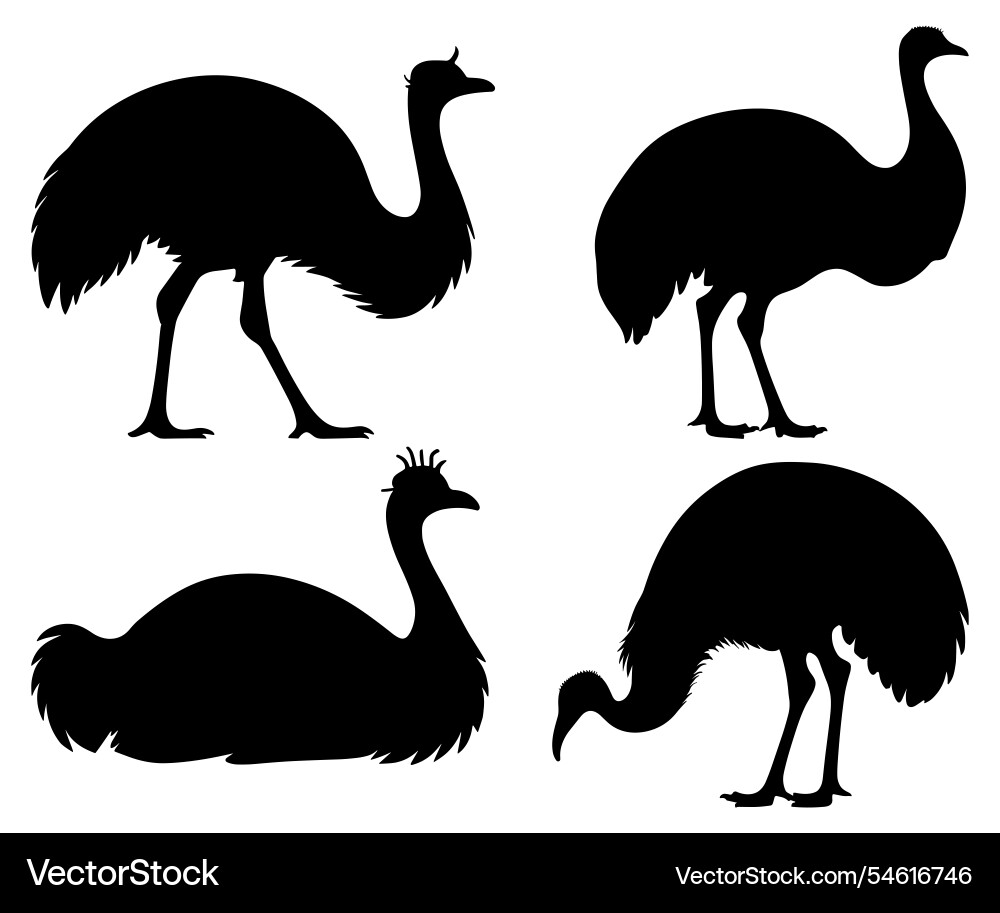 Different australian ostrich silhouettes Vector Image