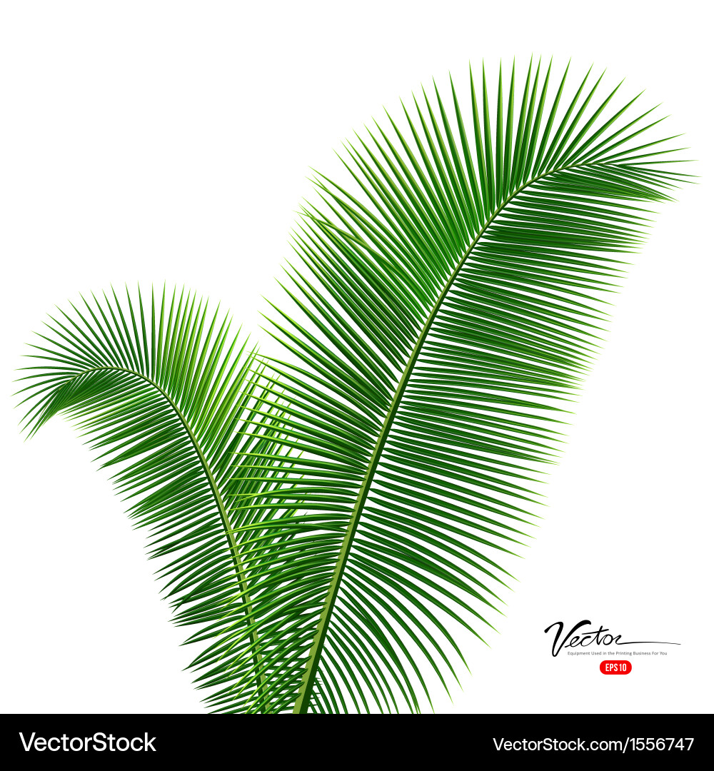 Coconut leaves design background Royalty Free Vector Image