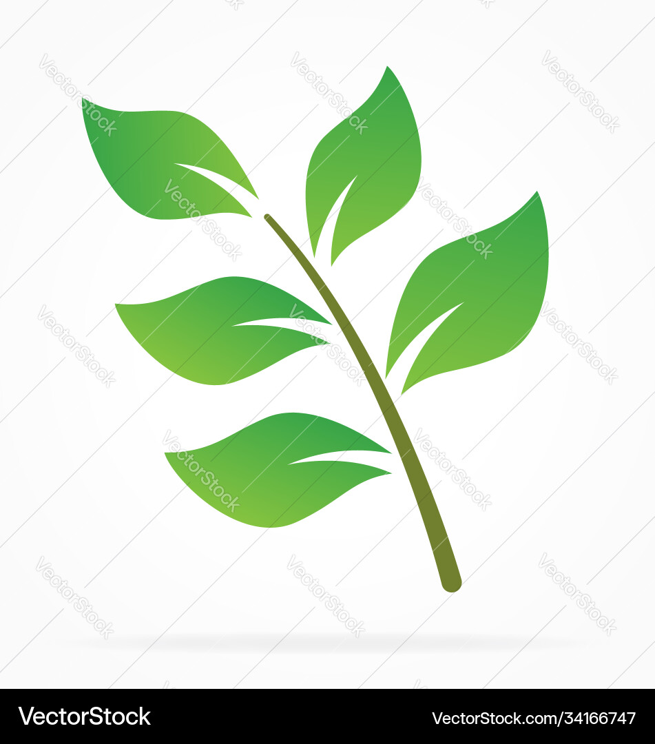 Fresh green leaves branch Royalty Free Vector Image