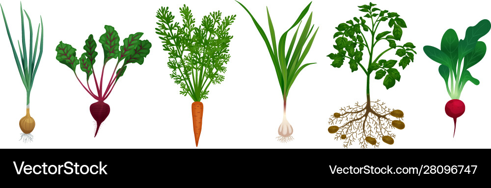 Realistic root vegetables set Royalty Free Vector Image