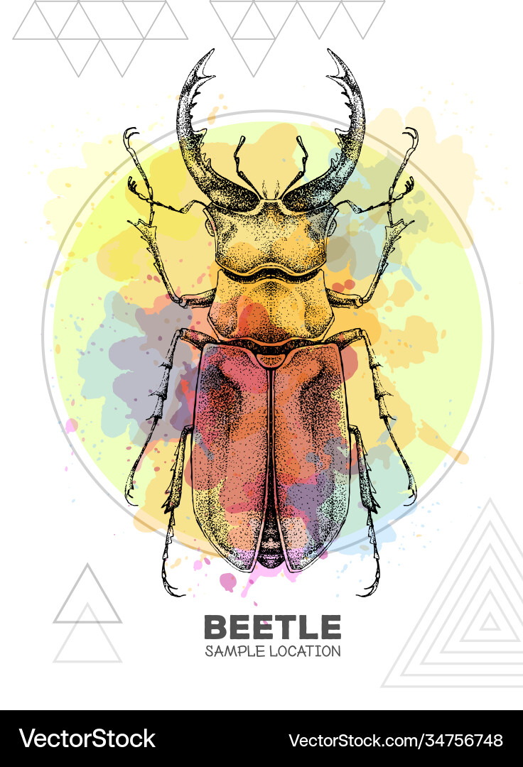 Realistic hand drawing stag beetle Royalty Free Vector Image