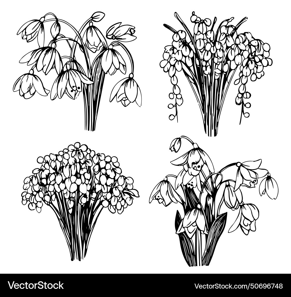 Snowdrop flower bouquet Royalty Free Vector Image