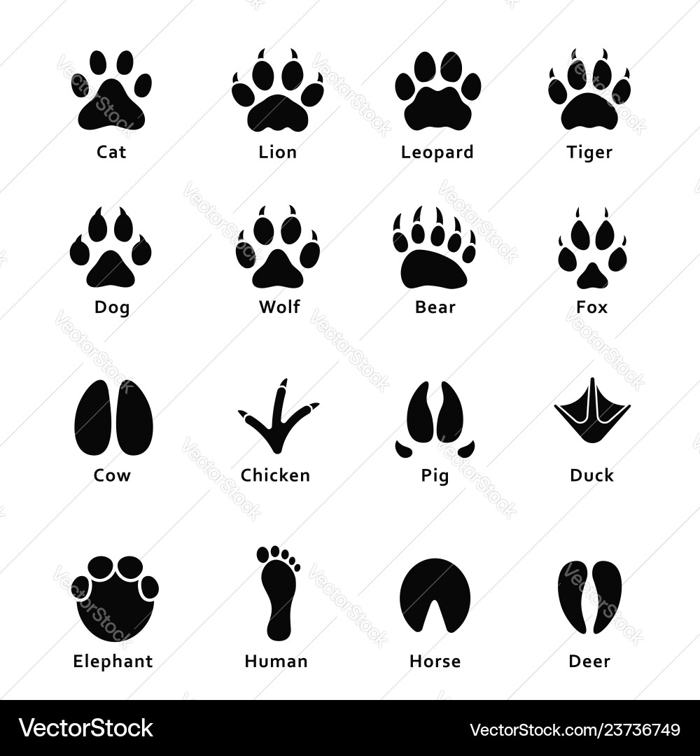 Animal Paw Print