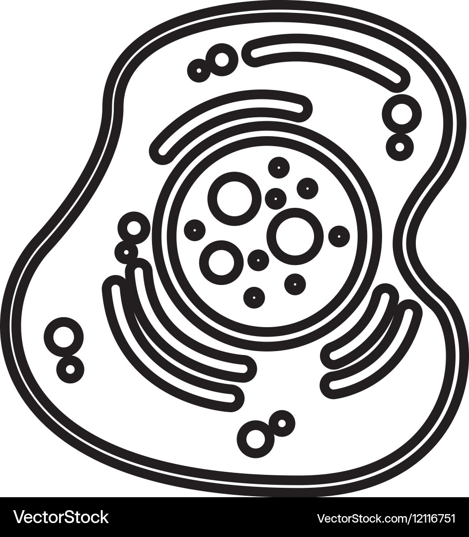 Cell structure isolated icon Royalty Free Vector Image