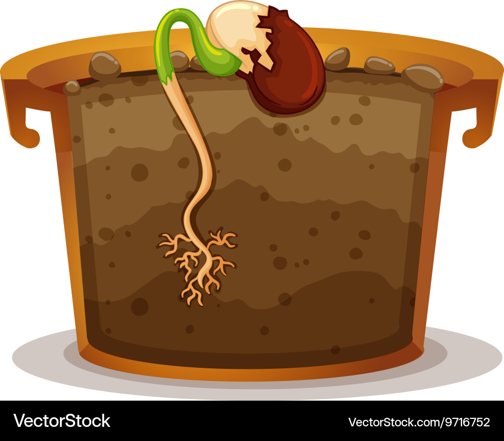Plant growing from small seed Royalty Free Vector Image