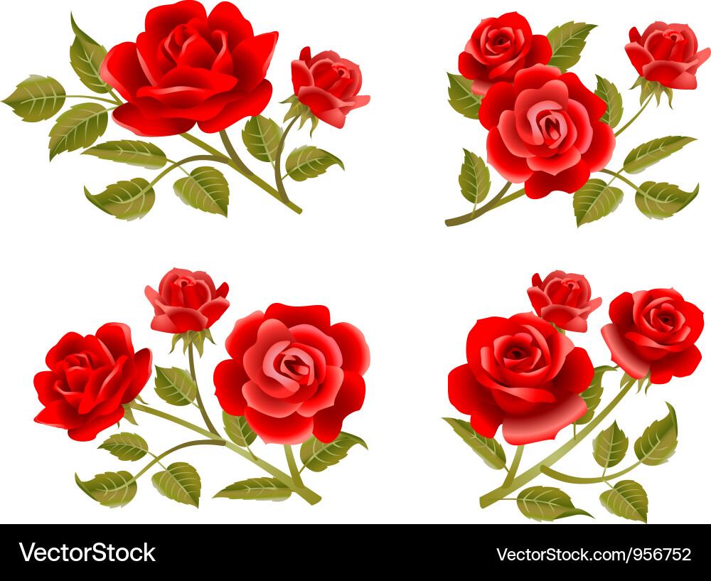 Roses Royalty Free Vector Image - VectorStock
