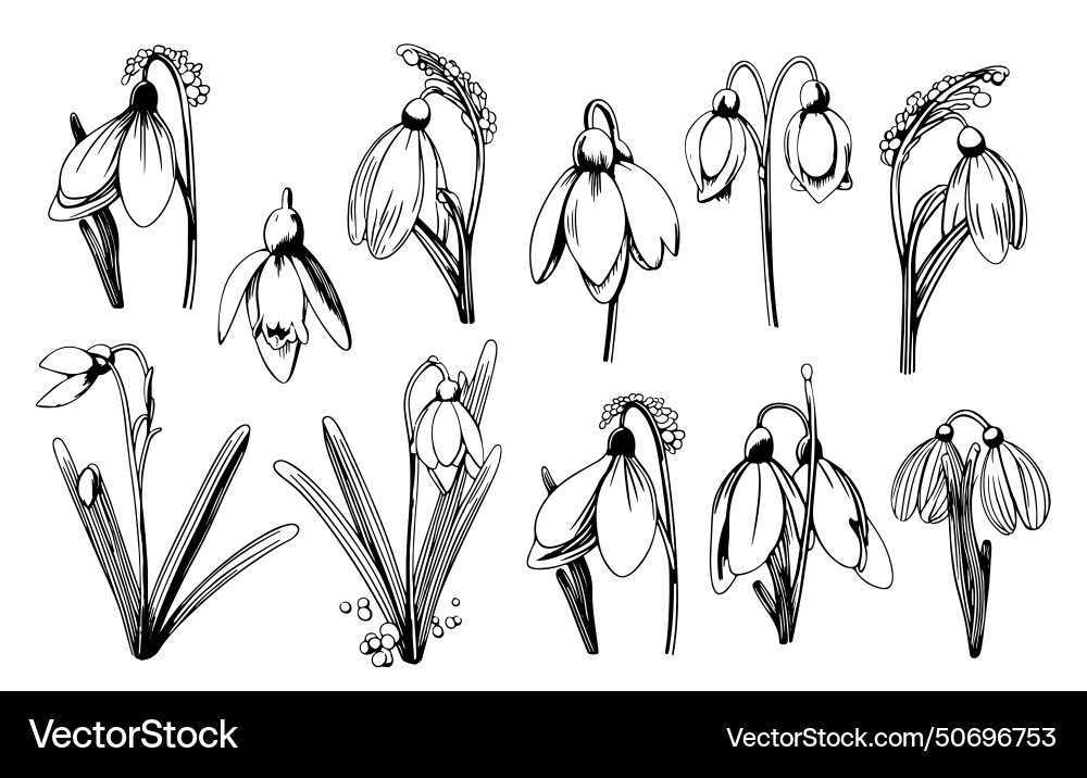 Snowdrop flower graphic Royalty Free Vector Image