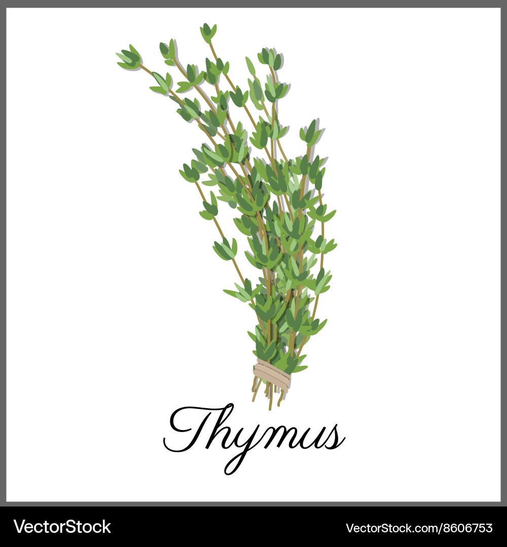 Thymus isolated on white top view Royalty Free Vector Image