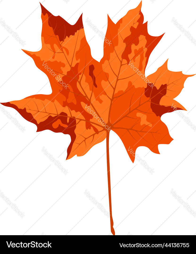 Autumn maple leaf Royalty Free Vector Image - VectorStock