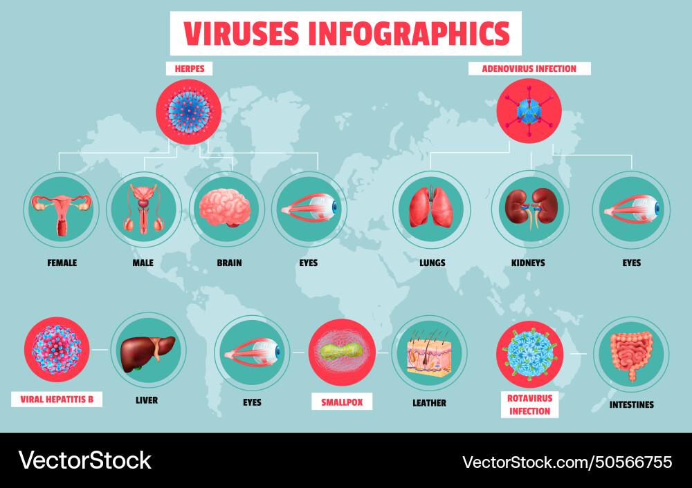 Realistic viruses infographics Royalty Free Vector Image