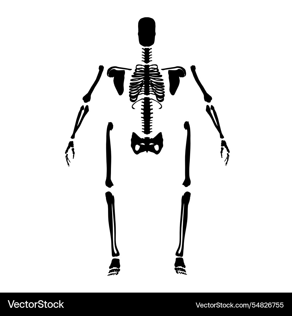 Silhouette of a human skeleton disassembled – Royalty-Free Vector ...