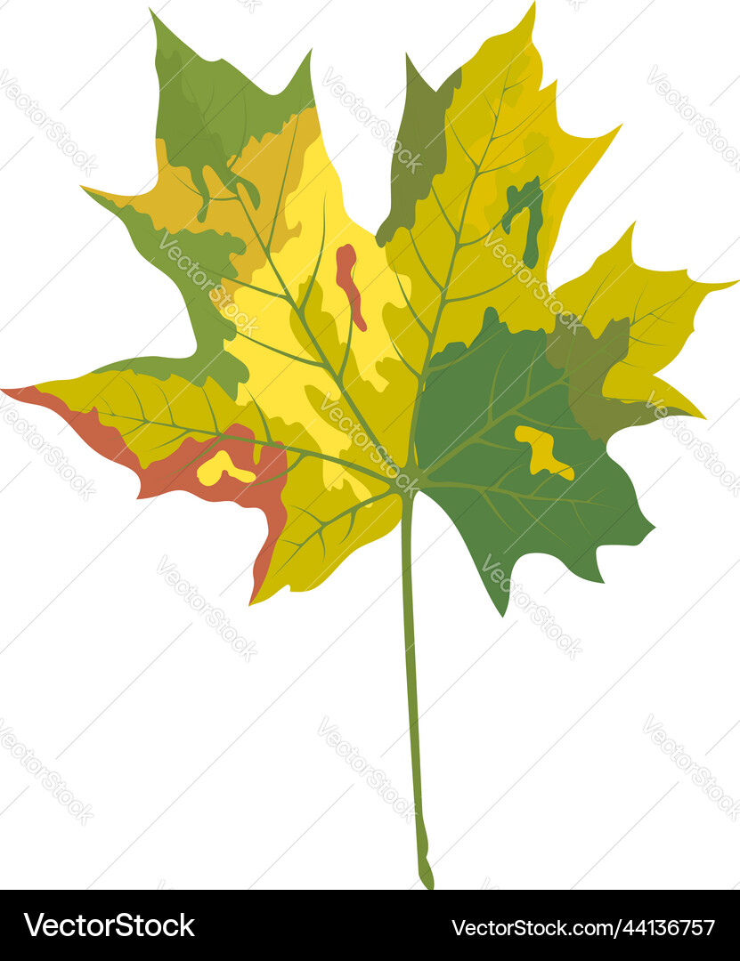 Autumn maple leaf Royalty Free Vector Image - VectorStock