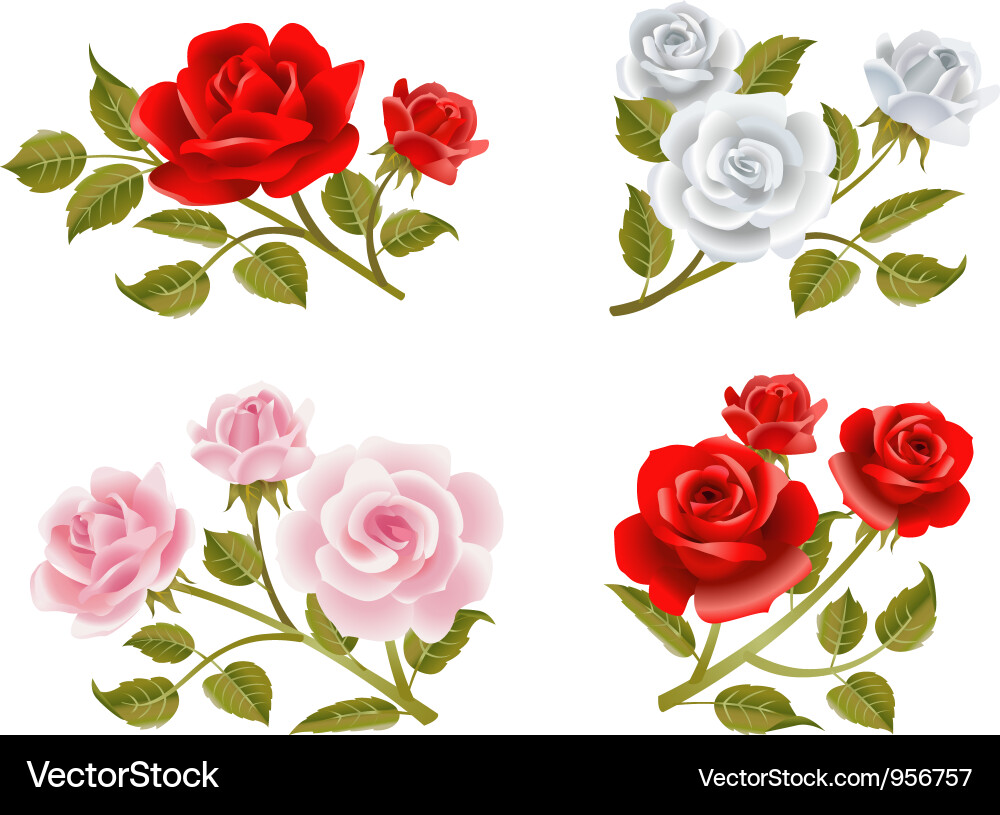 Roses Royalty Free Vector Image - VectorStock