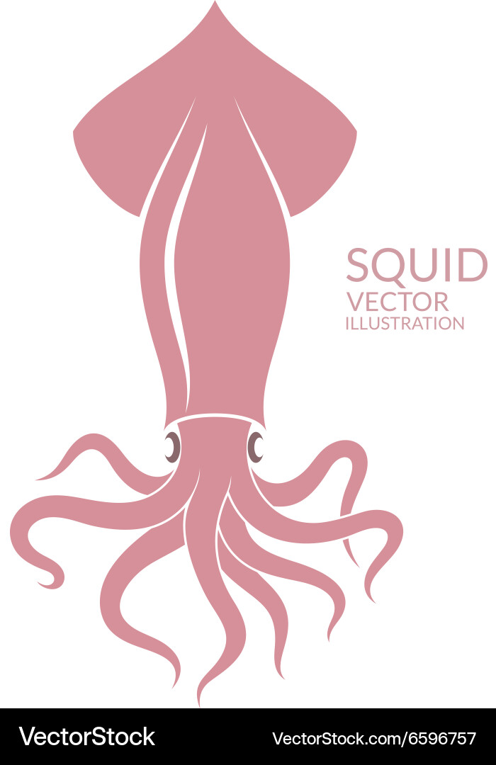 Squid Royalty Free Vector Image - VectorStock