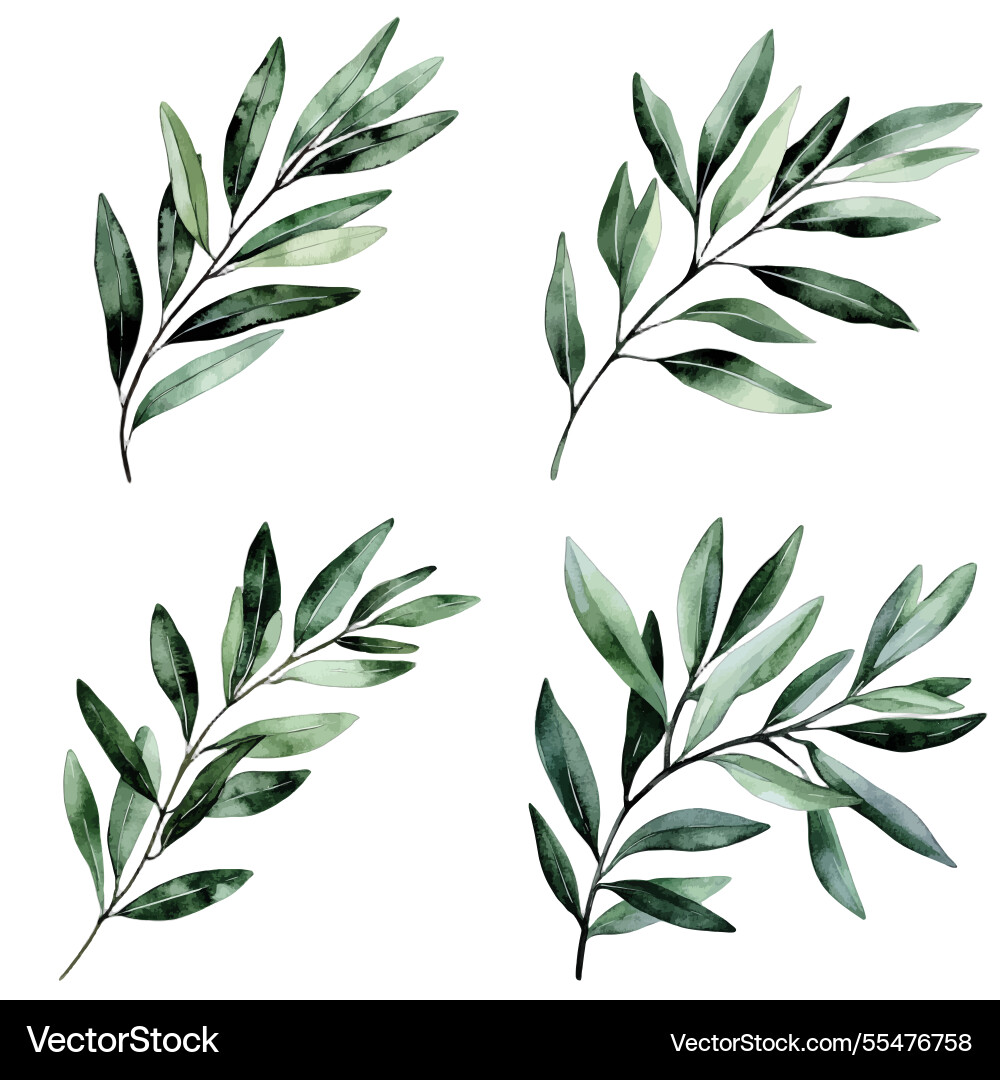 Olive tree branch Royalty Free Vector Image - VectorStock