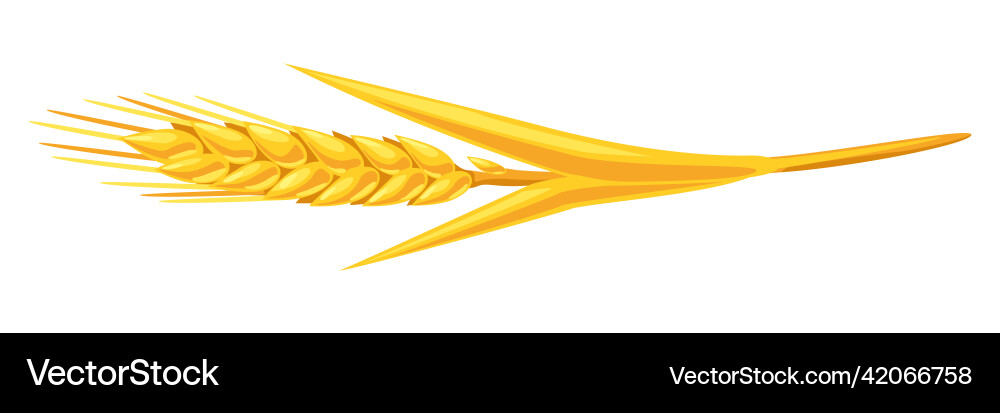 Wheat agricultural image golden Royalty Free Vector Image