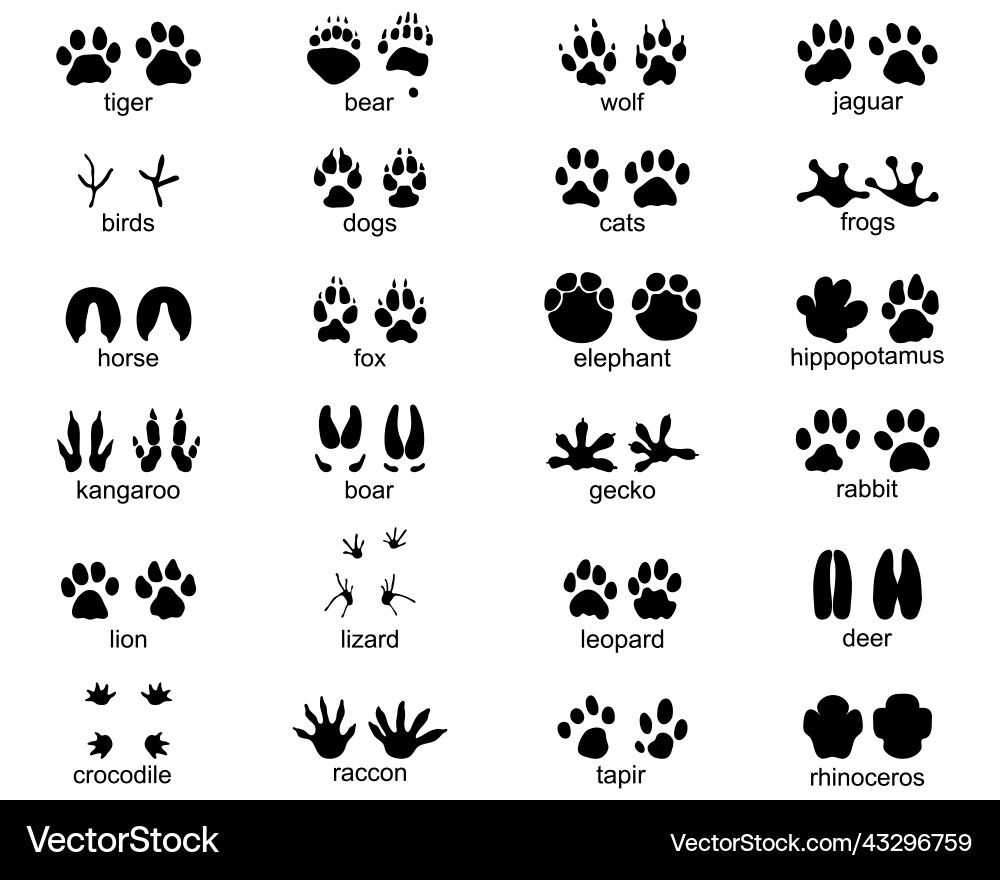 Animal Footprints Collection Royalty Free Vector Image