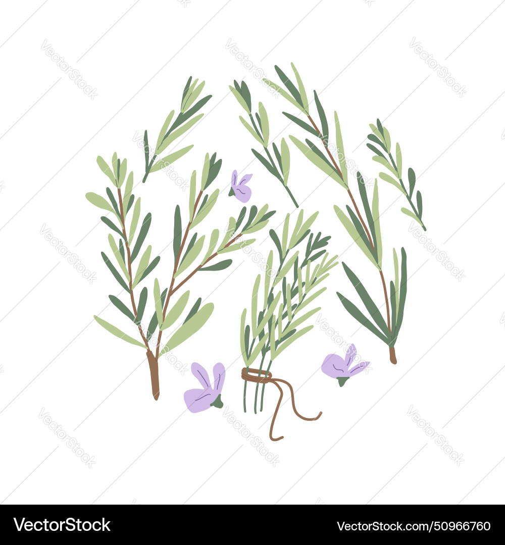 Rosemary circle emblem isolated on white Vector Image