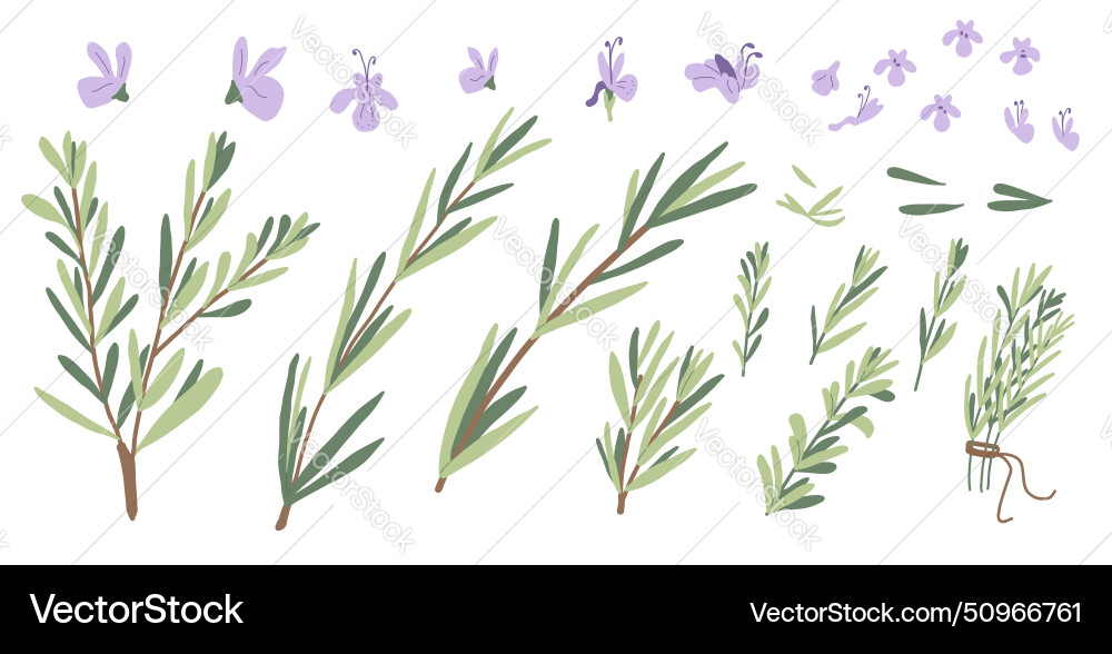 Rosemary set isolated on white background fresh Vector Image