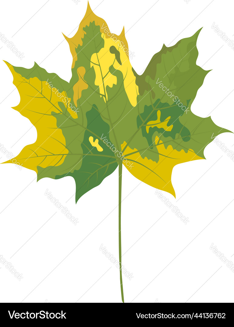 Autumn maple leaf Royalty Free Vector Image - VectorStock