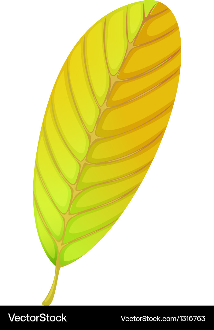 An elliptic leaf Royalty Free Vector Image - VectorStock