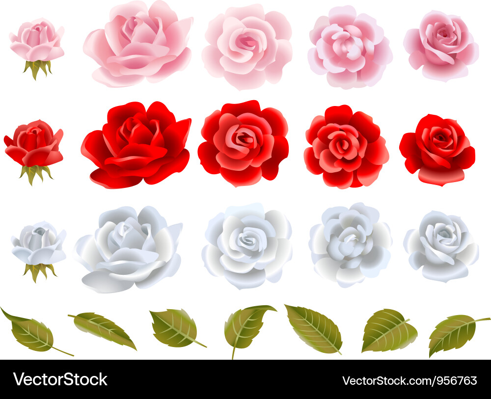 Roses Royalty Free Vector Image - VectorStock