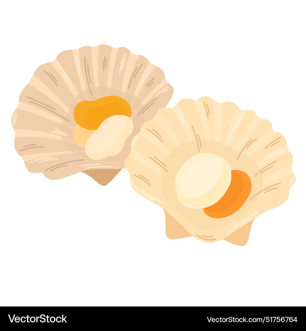 2029 seafood scallops Royalty Free Vector Image