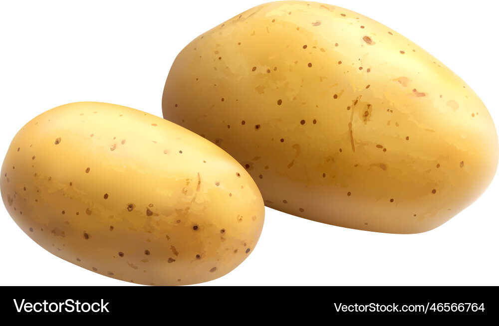 Realistic potatoes Royalty Free Vector Image - VectorStock