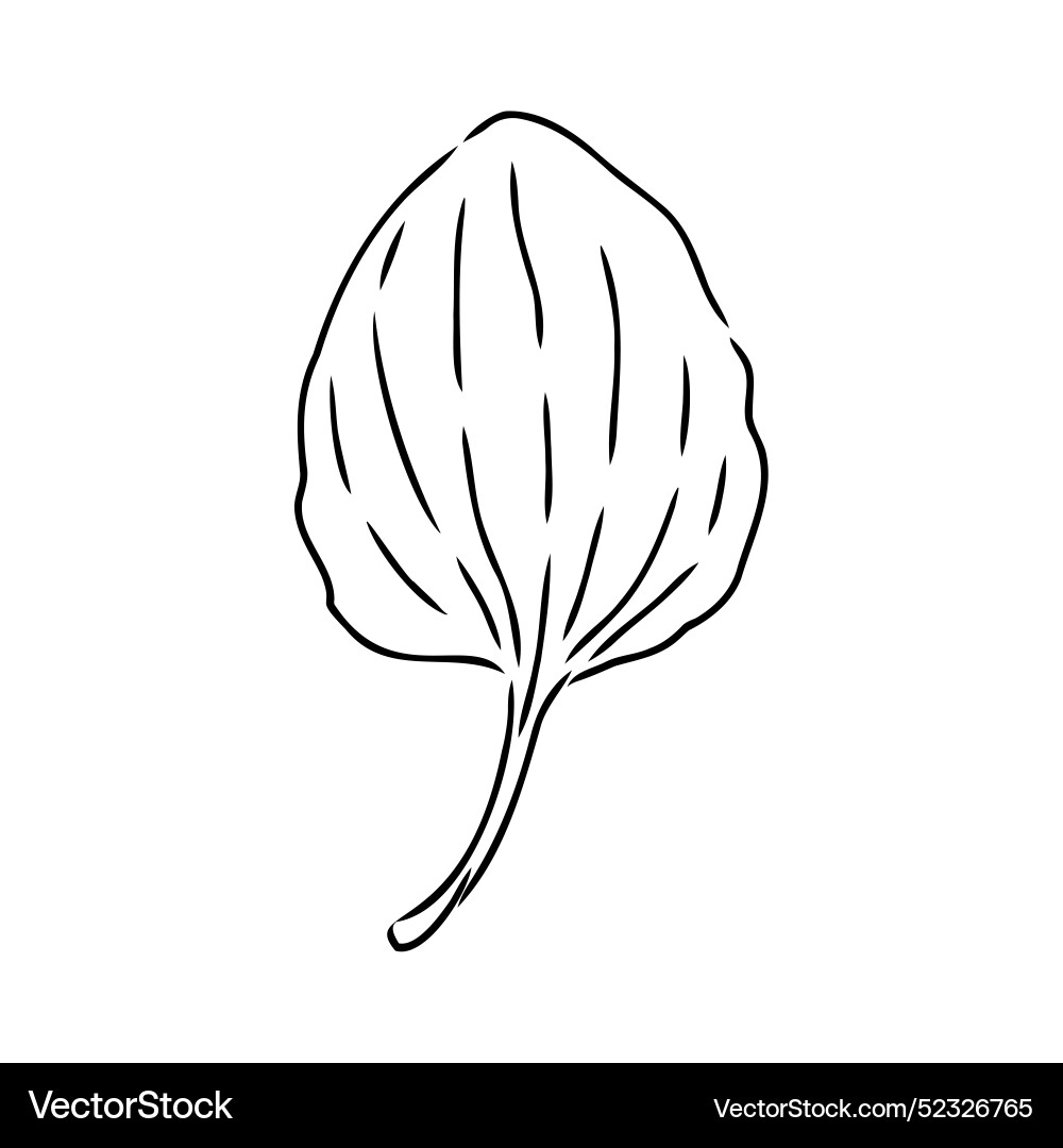 Plantain medicinal plant wild field Royalty Free Vector