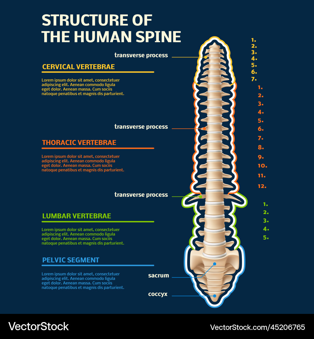 Spine structure infographic human vertebral Vector Image