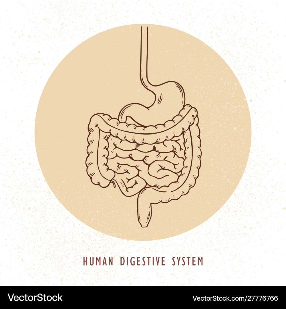 Human hand-drawn digestive system Royalty Free Vector Image