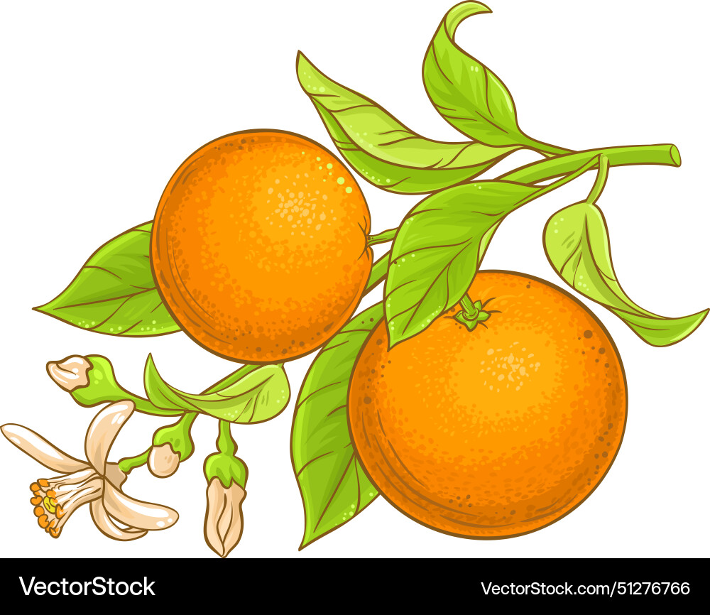 Orange branch colored detailed Royalty Free Vector Image