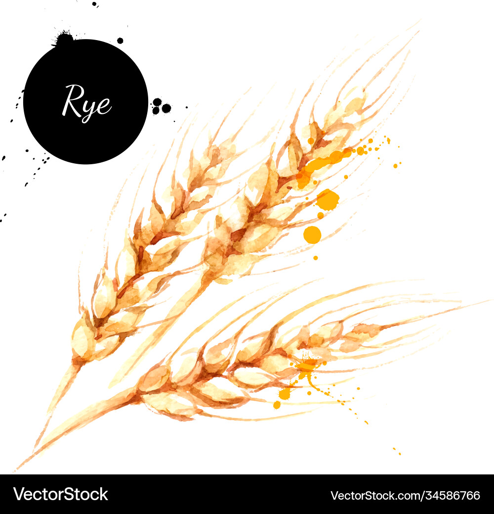 Watercolor spikelets rye product painted Vector Image