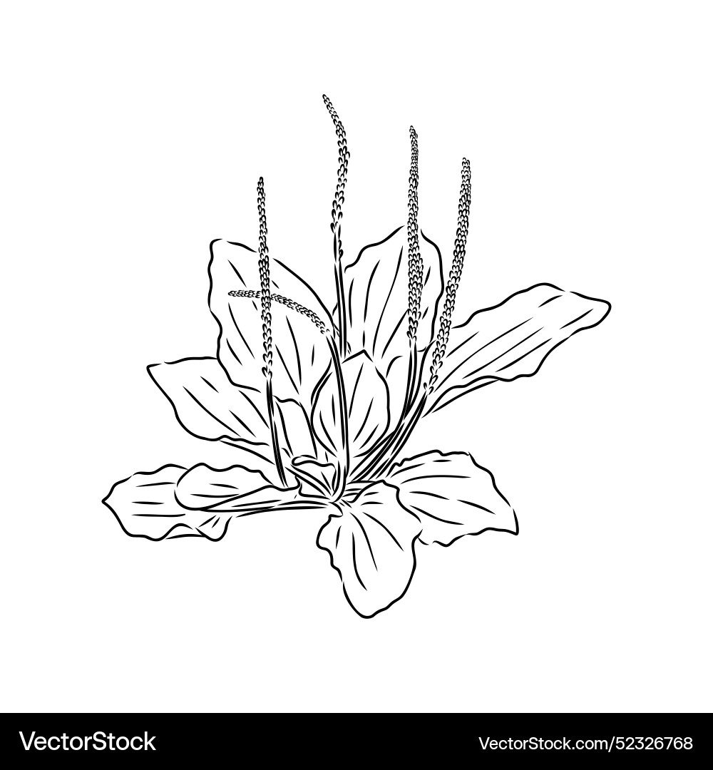 Plantain medicinal plant wild field Royalty Free Vector