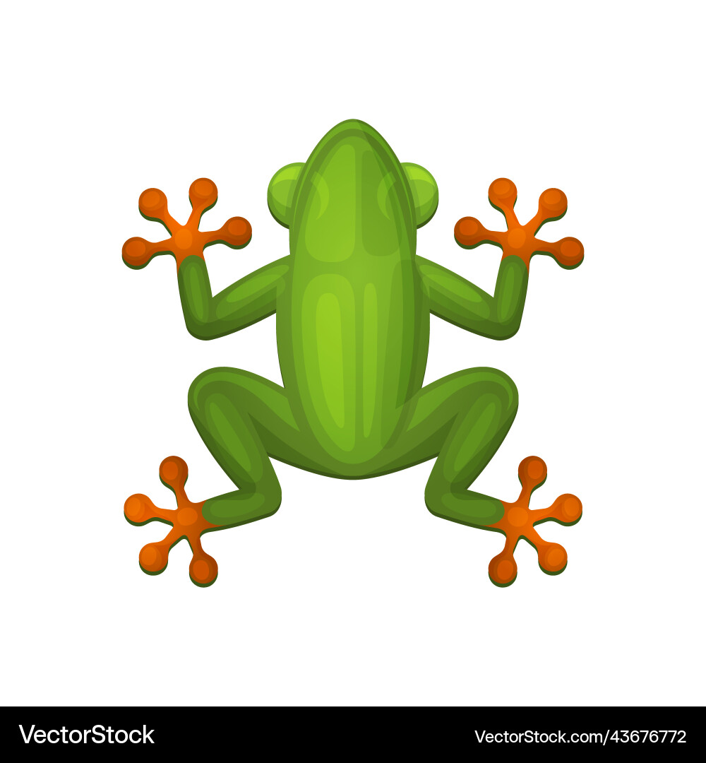 Green tree frog icon on white background top view Vector Image